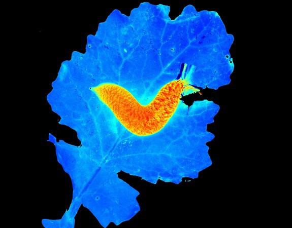 The future of slug control: SlugBot