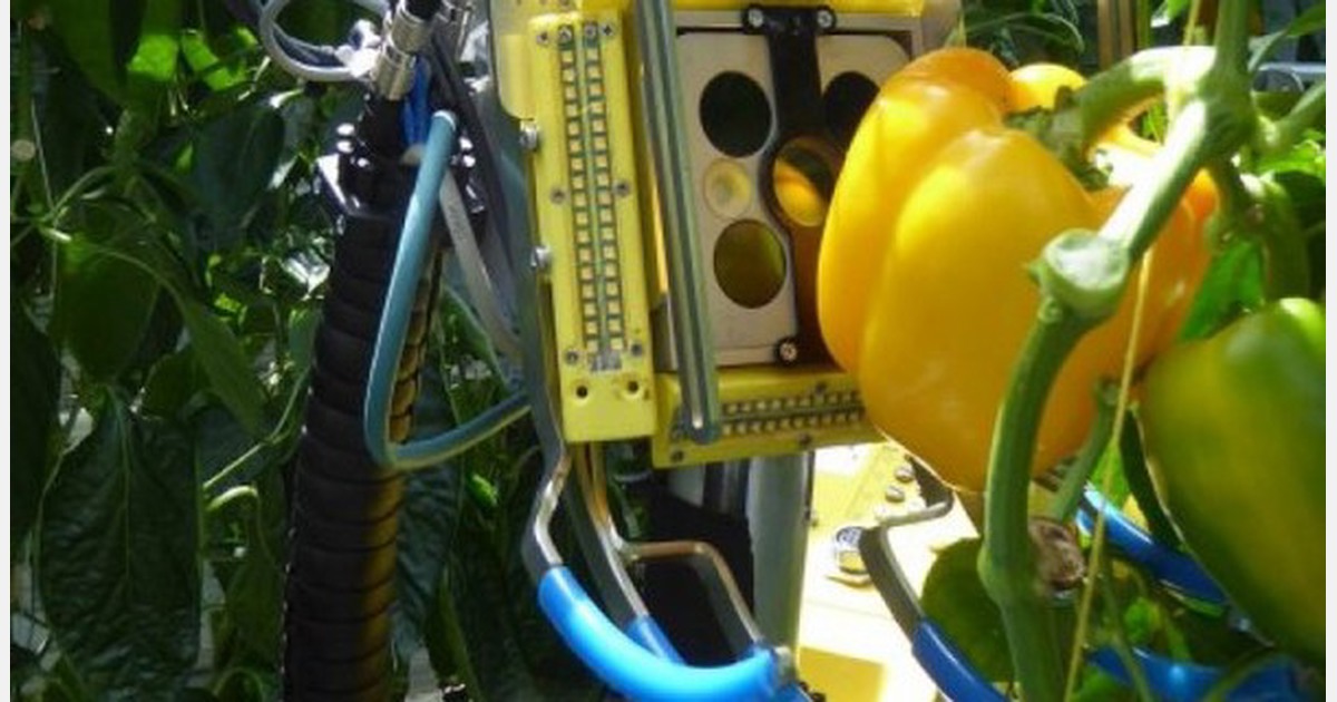 SWEEPER, the sweet pepper harvesting robot