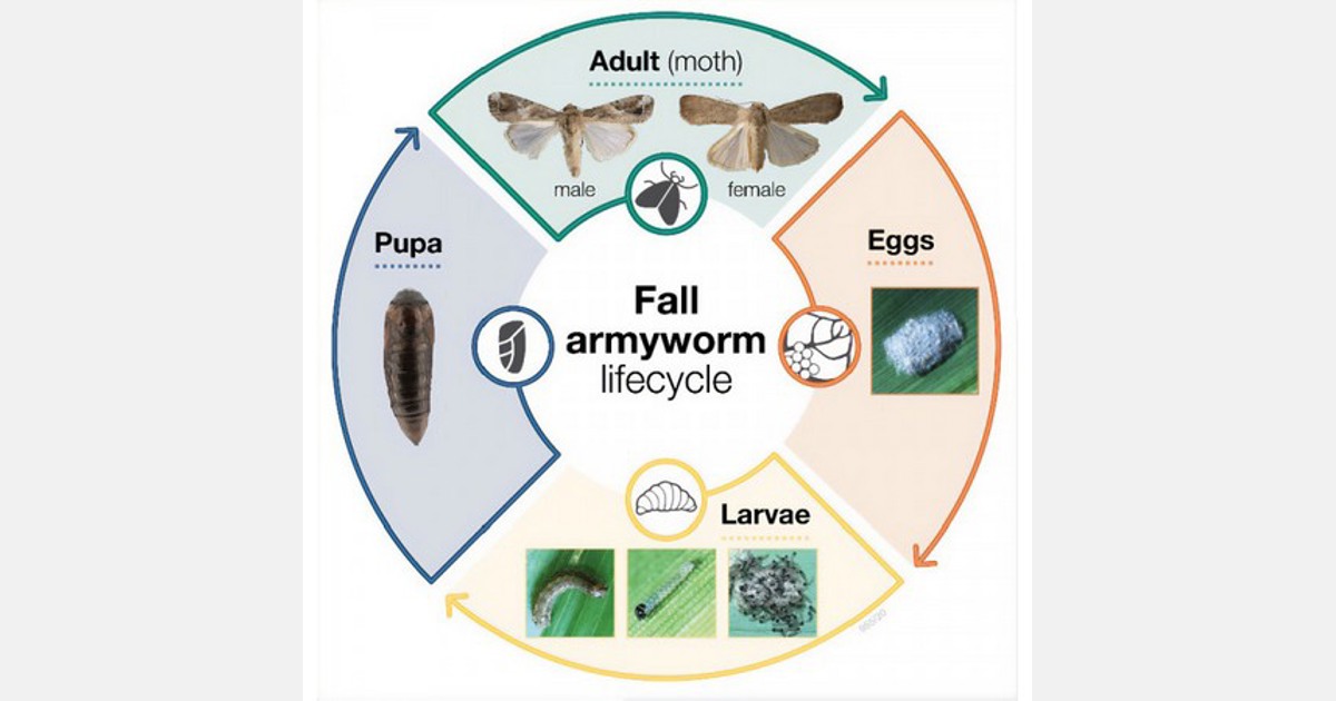 fall armyworm eggs
