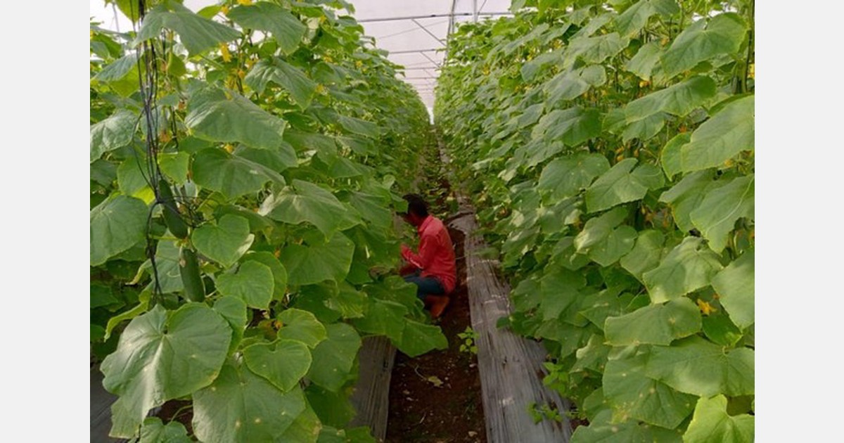 Israeli cucumber cultivation helps Indian grower produce 70 tons a year