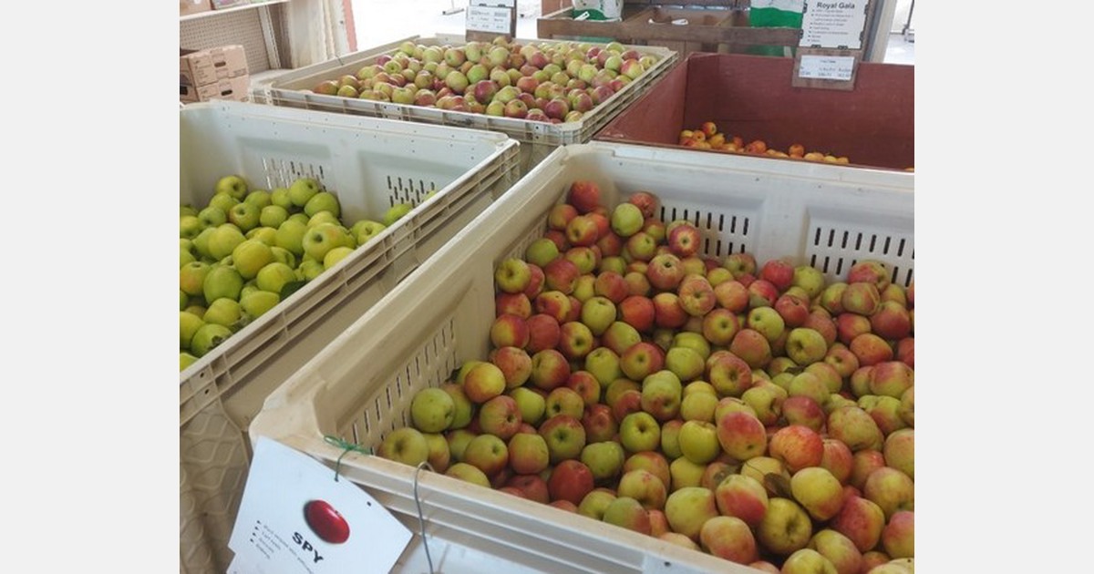 It’s apple season at the Azilda Greenhouses