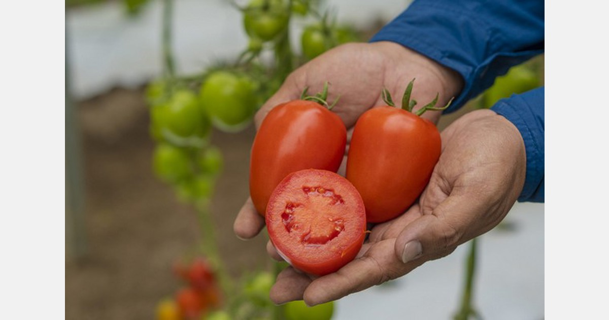 ToBRFV-resistant tomato varieties to be launched in Mexico