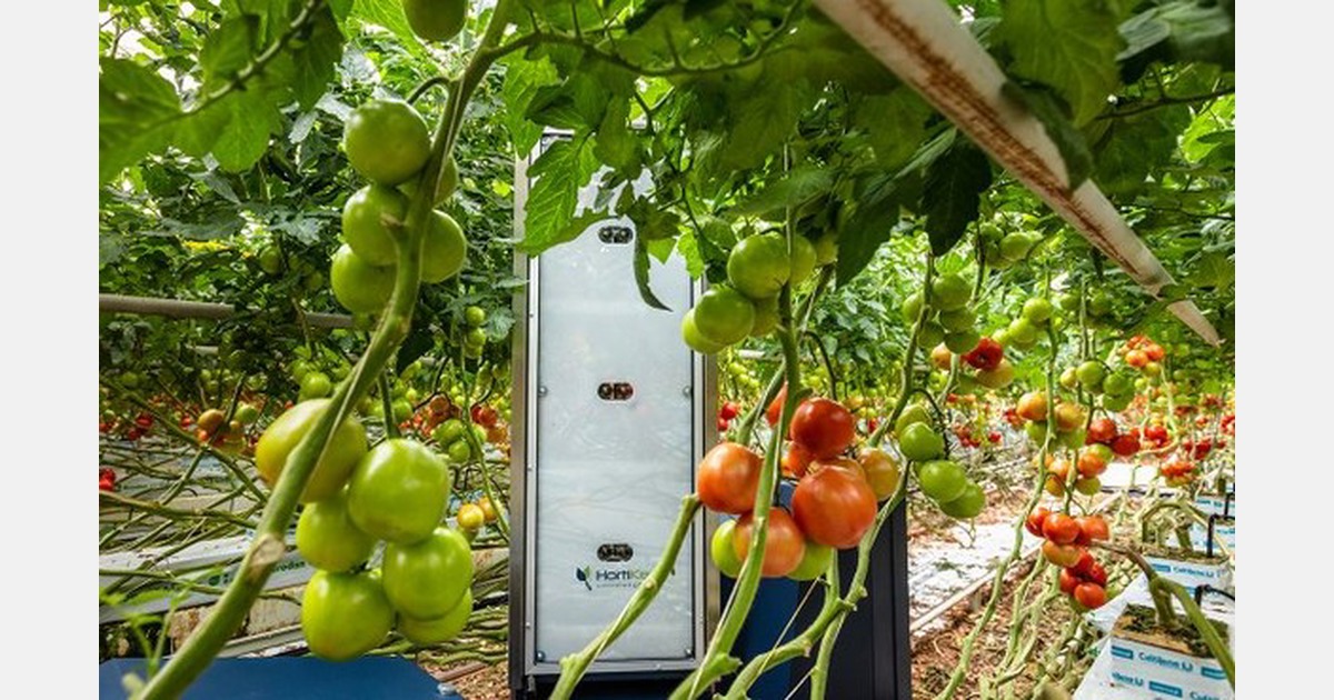 Yield prediction in vine tomatoes: towards one robot for all tomato ...