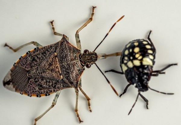 Predatory stink bug vs. southern green stink bug
