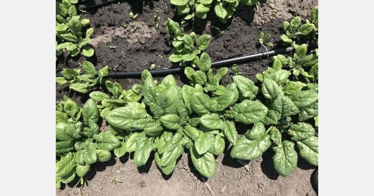 US: Midwest spinach production explained in detail