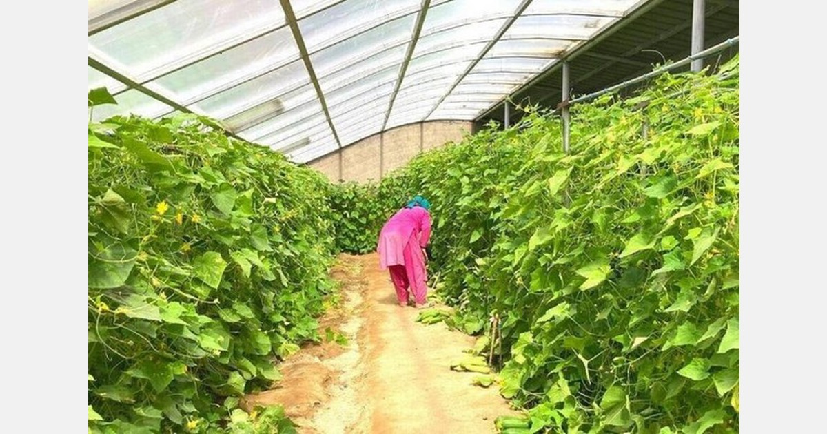 Passive solar greenhouses: How Ladakh farmers are harvesting crops in ...