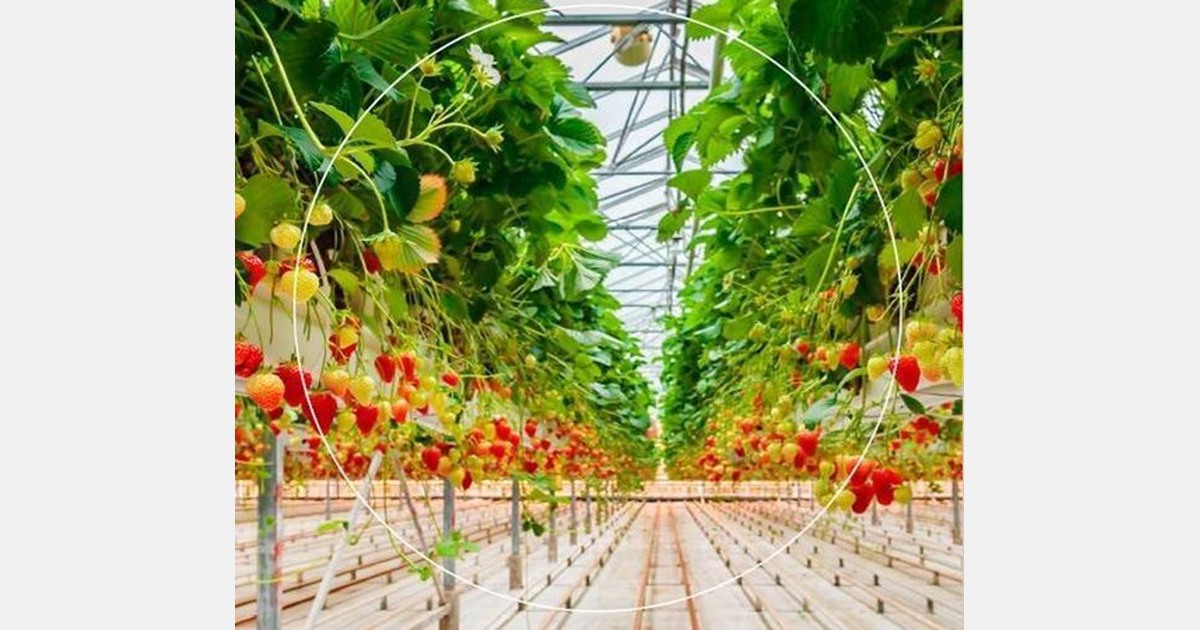 Feasibility study of a controlled environment agriculture ecosystem in ...