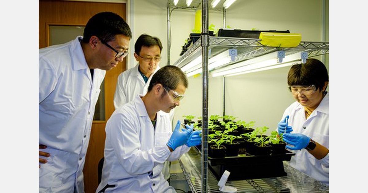 Singapore: Bioengineering crops to yield more vegetable oils