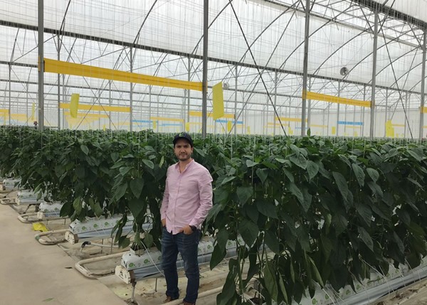 With Xsect Xtra, Inveragro eliminates pepper pests