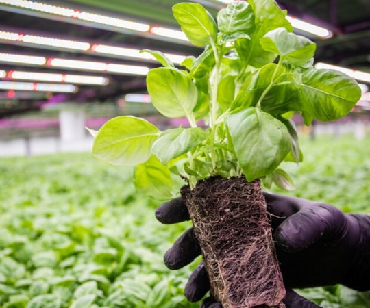 Soli Organic to construct soil-based organic indoor farm in San Antonio