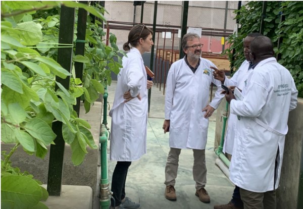 Scaling out aeroponics technology for potato mini tuber production in ...