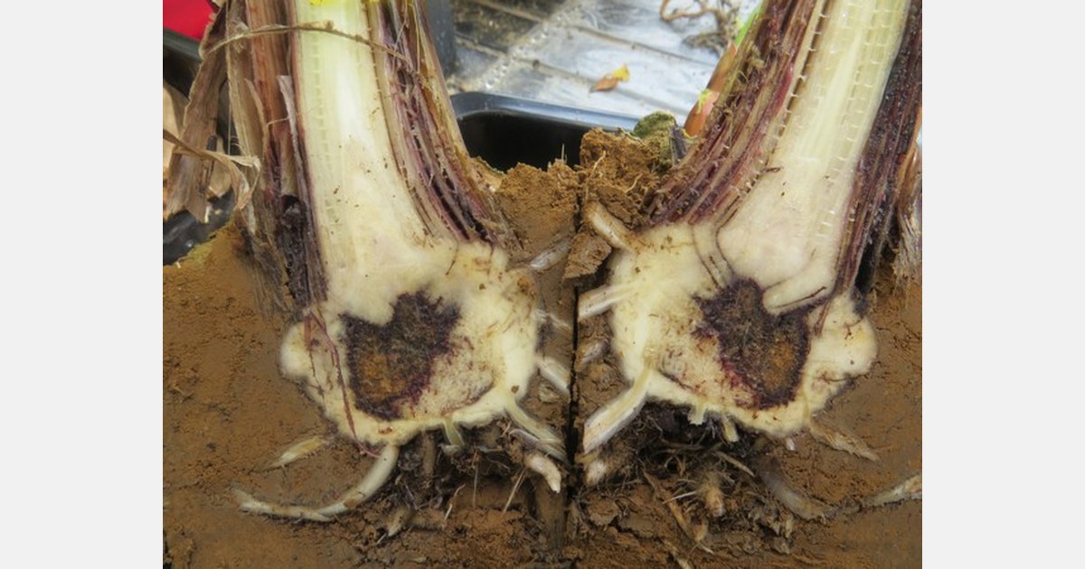 BGI-Sanya and KeyGene start collaboration on spatial transcriptomics