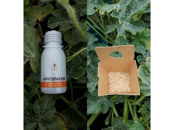 Greenhouse melons and watermelons treated with antagonistic insects