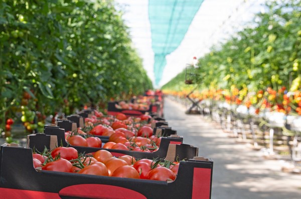 Rijk Zwaan launches ToBRFV-resistant tomato varieties