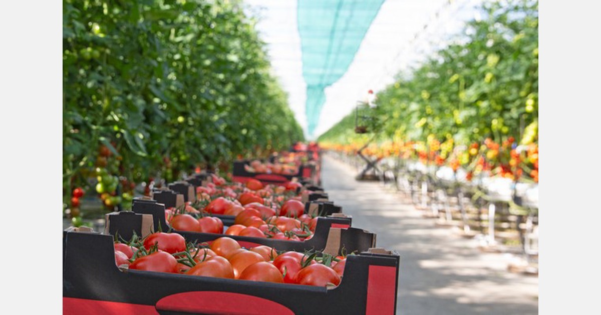 Rijk Zwaan launches ToBRFV-resistant tomato varieties