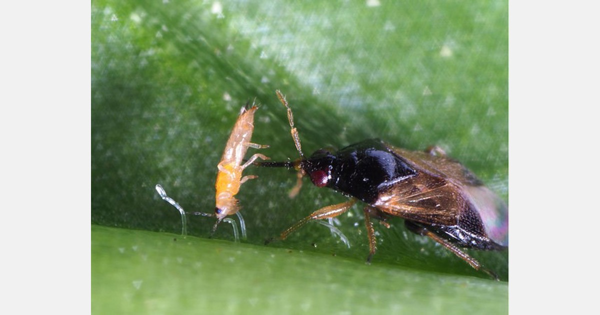 Optimising Orius-System release strategy – keeping it simple and cost ...