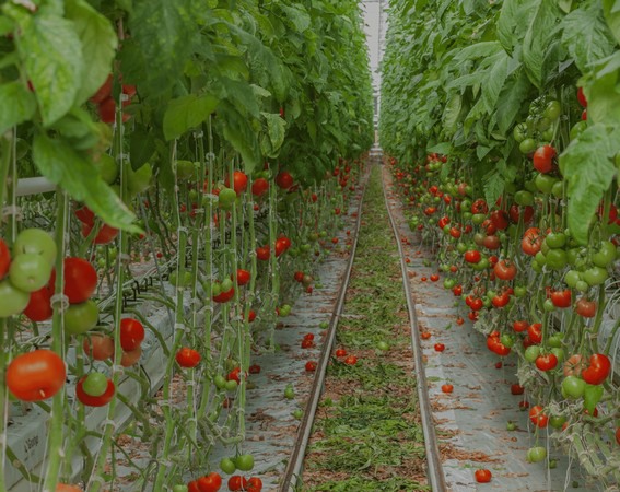 "5 benefits of data-driven growing for high-tech greenhouse"
