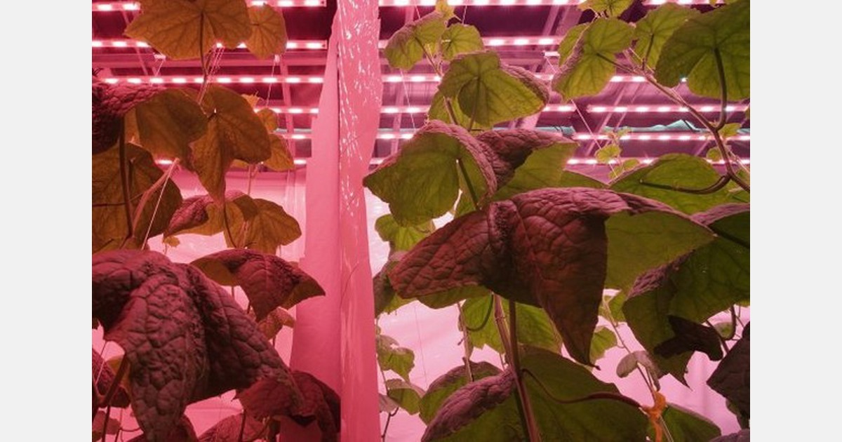 Provide energy-efficient lighting while achieving a good fruit ...