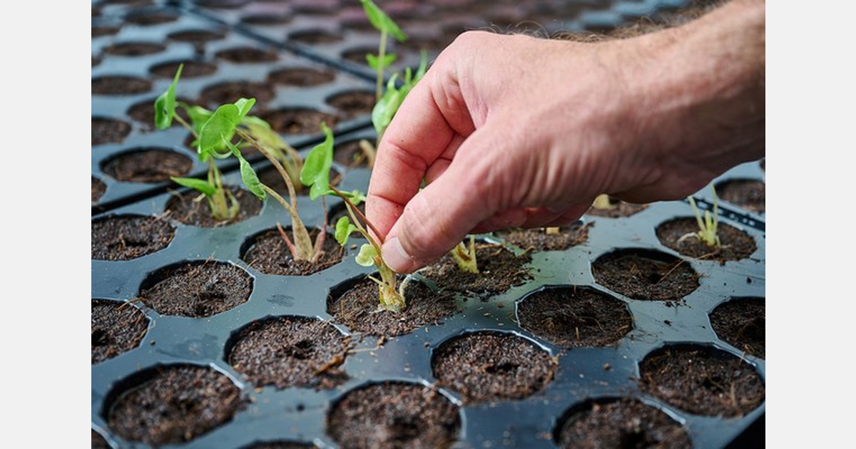 Growcoon now on bio-input list Europe, The Netherlands, France, Italy ...