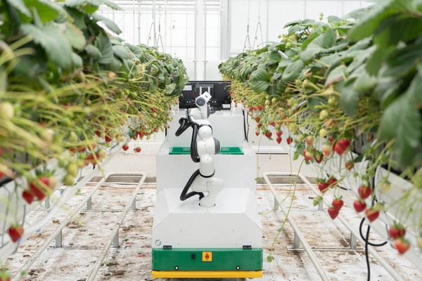 Automated strawberry harvesting to come in 2023