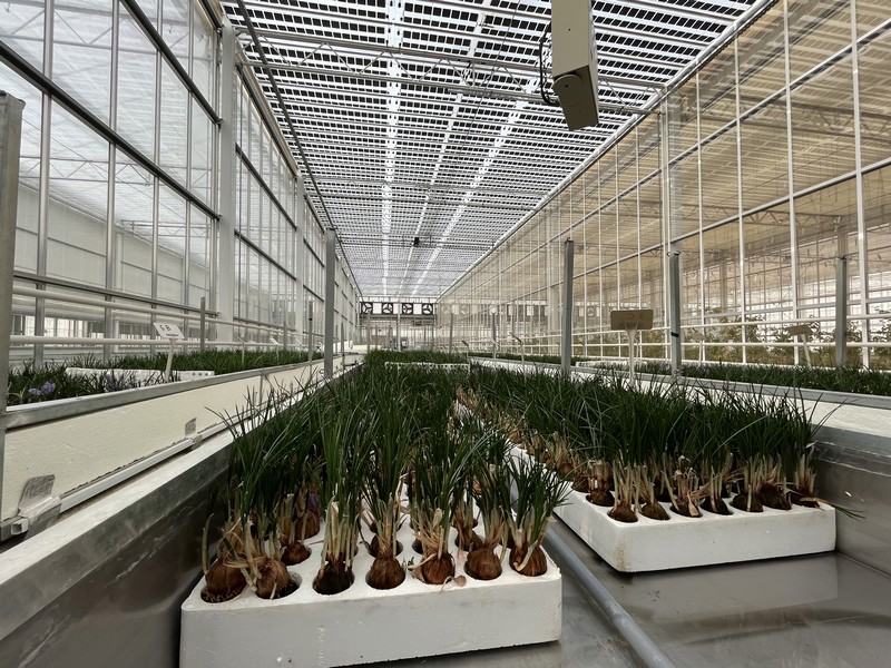 Photovoltaic energy screen converts sunlight into electricity