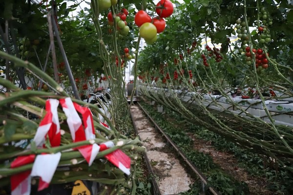 Towards smarter sustainable plant health choices in resources and ...