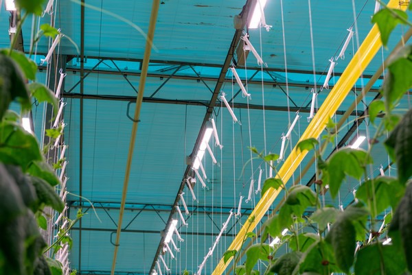 Latvia: First greenhouse to grow cucumbers under LEDs uses landfill ...
