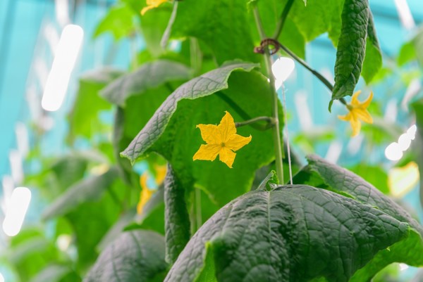 Latvia: First greenhouse to grow cucumbers under LEDs uses landfill ...