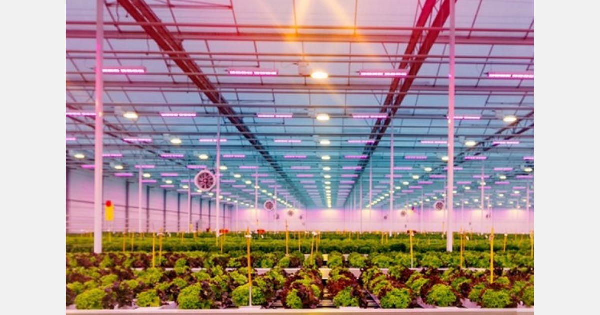 Rijk Zwaan’s Winter Leafy Hydroponics Demo is coming up