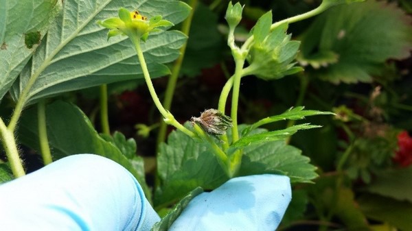 Strawberry bud weevil: Changing thresholds?