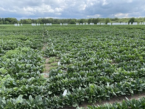 Maraldi Sementi acquires spinach breeding Company Deseed Denmark