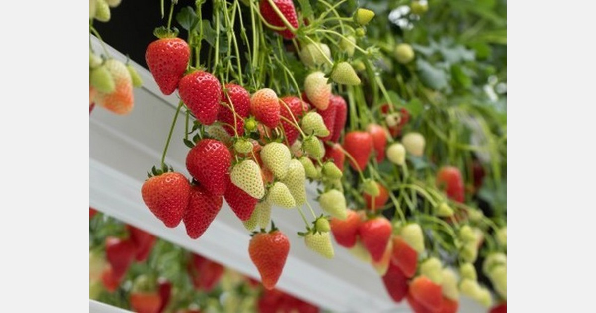 Grower guidelines released for strawberry variety Malling Centenary