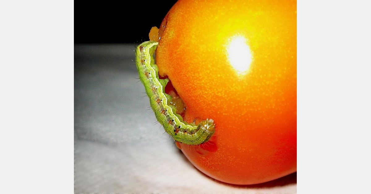 Study analyses gender differences in uptake of biological control agent ...