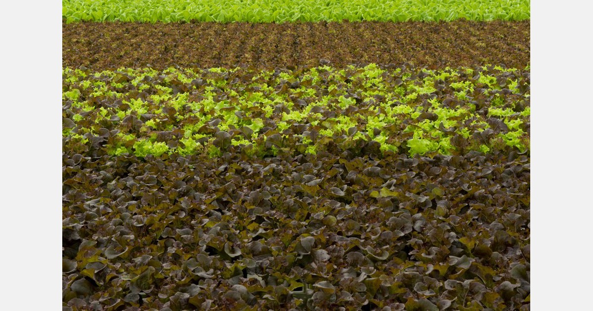 Baby vs. teen leaf : what’s the best approach for loose leaf lettuce?