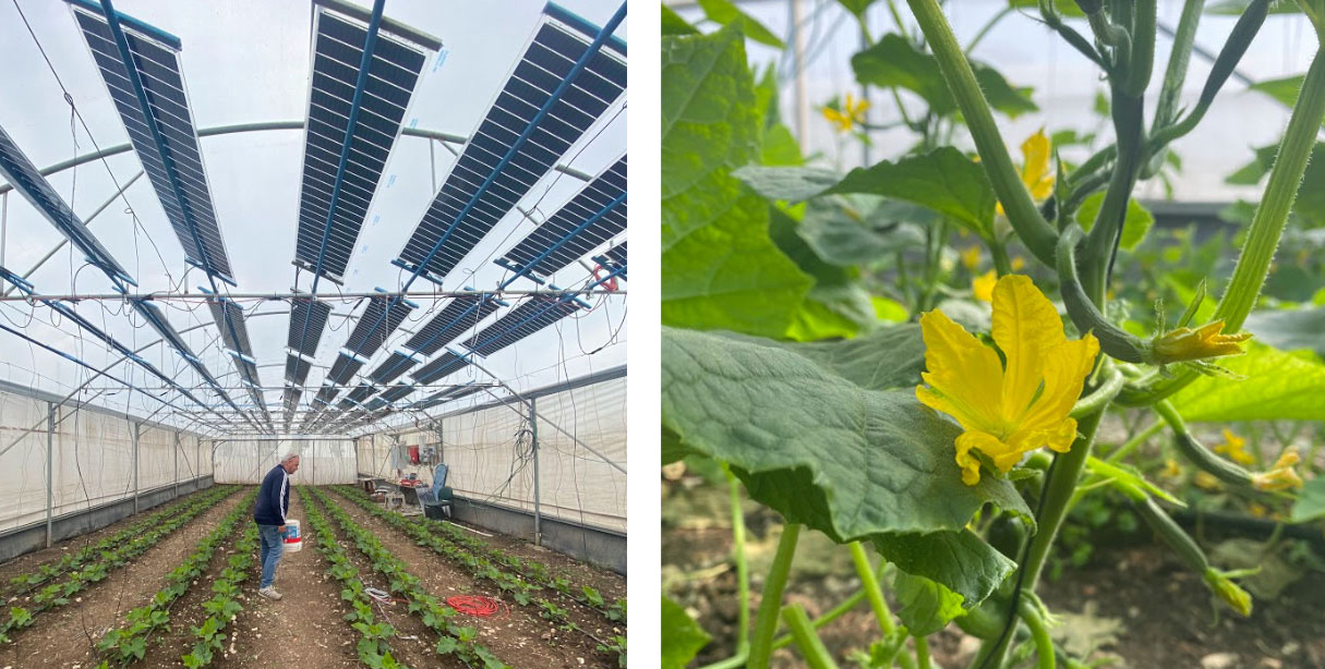 Tracking system under greenhouse canopy to optimize photovoltaics