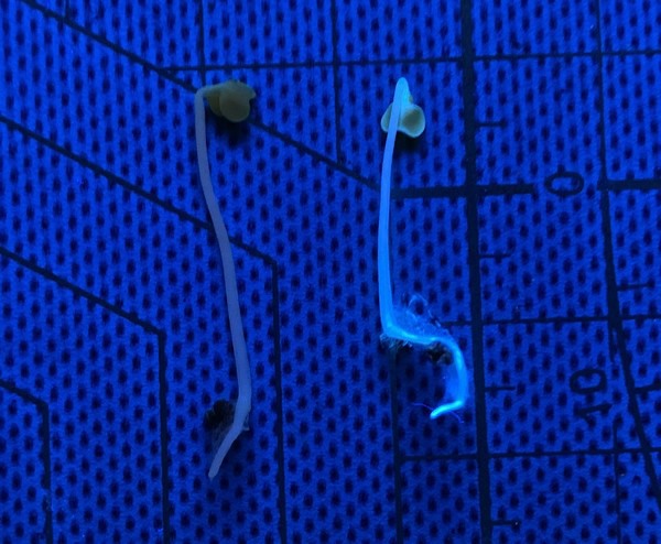 Green Science Alliance developed fluorescent fertilizer with quantum dot