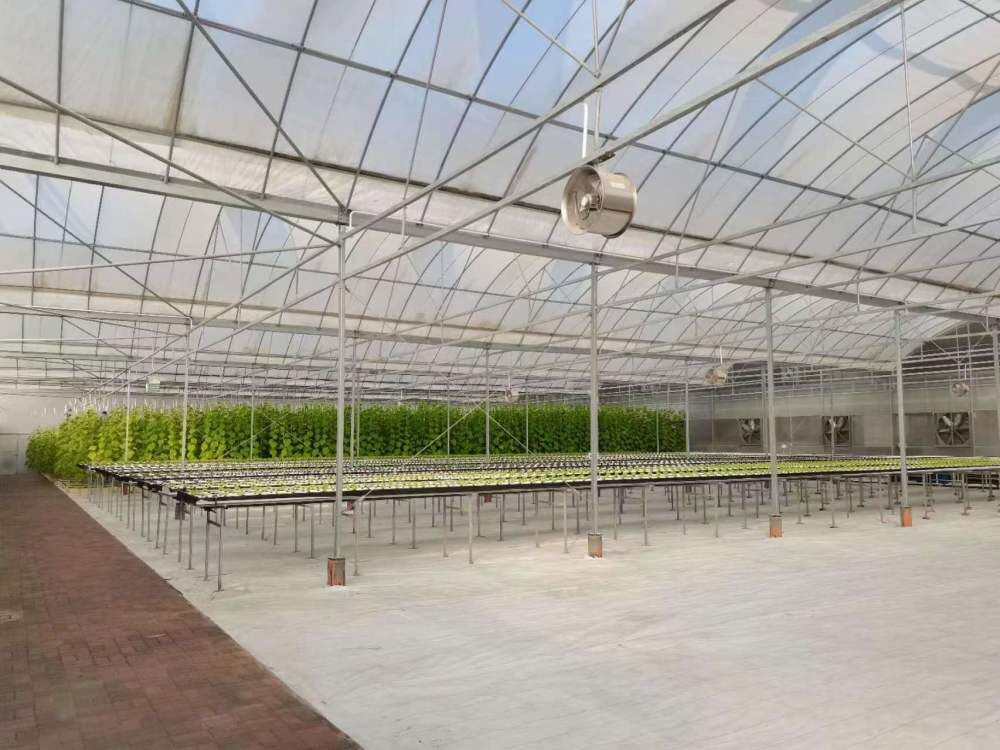 Combining aquaponics and hydroponics in a 2 hectare Bahrain facility