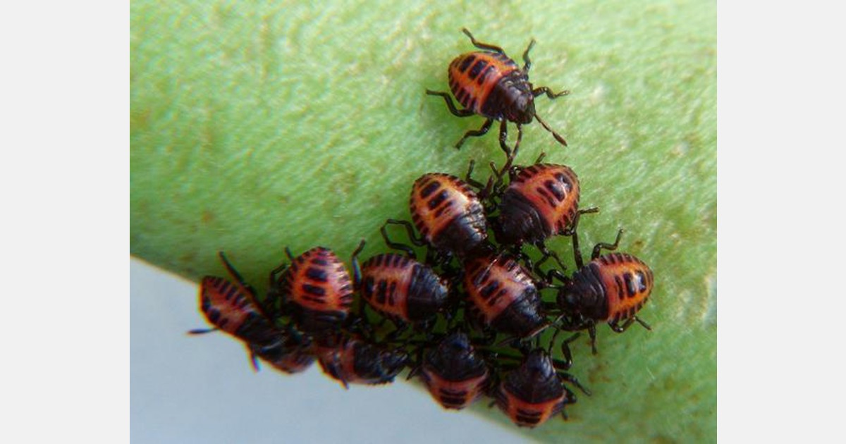 Stinkier than usual: Brown Marmorated Stink Bug in North Carolina