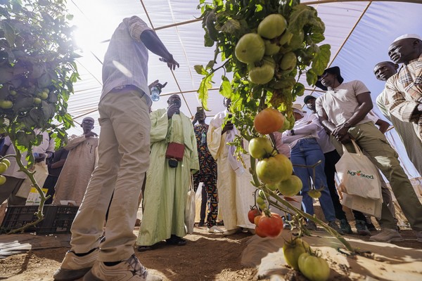 Consortium to train Senegalese farmers in sustainable vegetable production