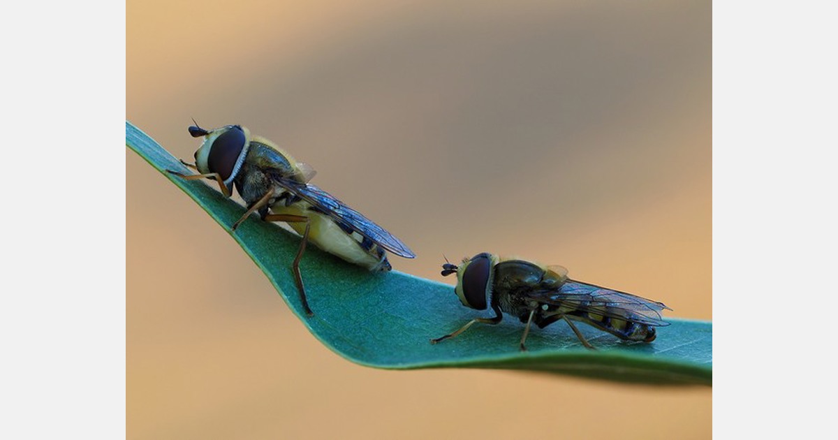 Eupeodes-System: early season aphid control