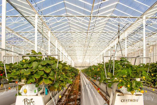 UAE: Tapping into fruiting crops and adding new facilities throughout ...