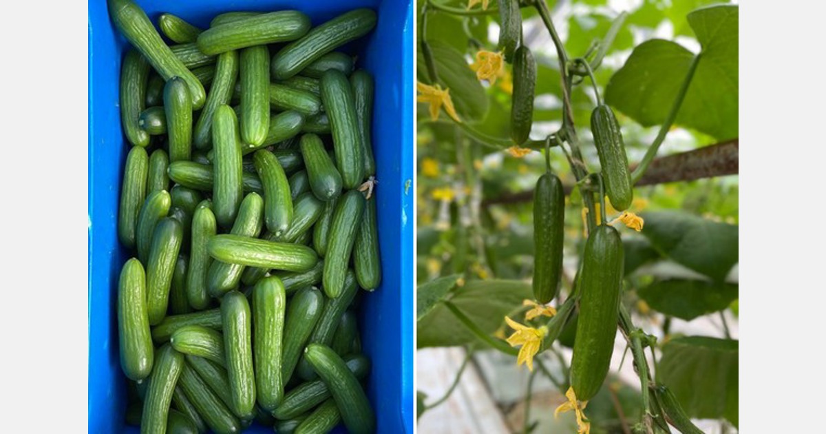 New high-tech mini cucumber offers uniformity and labor efficiency