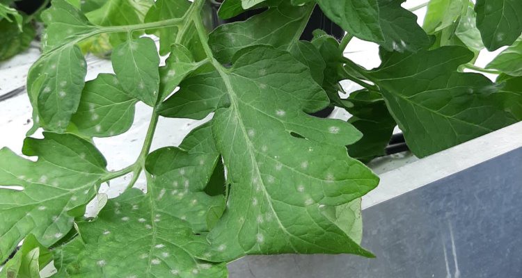 Recognizing powdery mildew with cameras or olfactory sensors