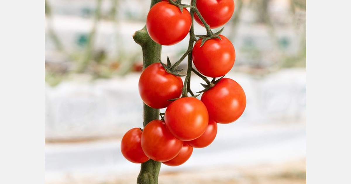 ToBRFV-resistant tomato variety launches in Italy
