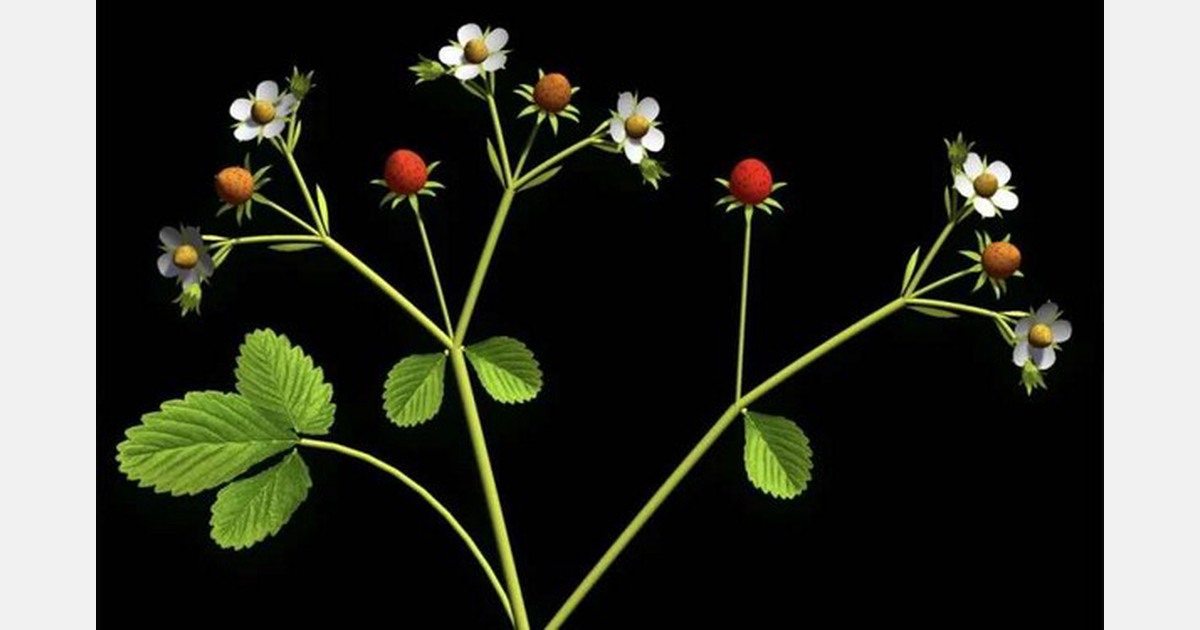 Understanding inflorescence architecture in woodland strawberry ...