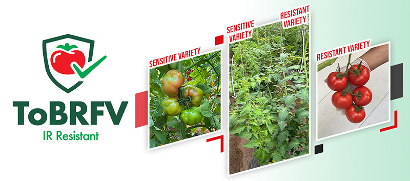 "ToBRFV resistance confirmed in our developed varieties"