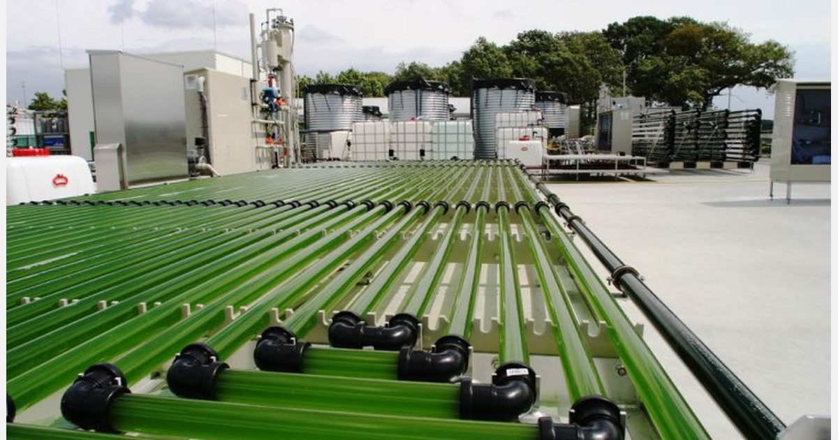 Microalgae from volcanic hot springs as a promising protein source for ...