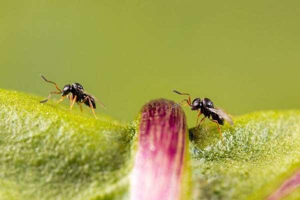 Nezapar: preventive use is the best approach