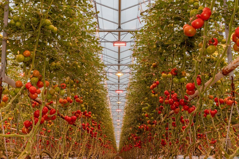 How Dutch tomato giant Lans Group reduces energy costs