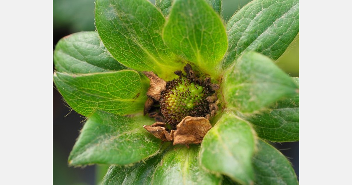 Timely release of predatory mites against thrips in strawberry